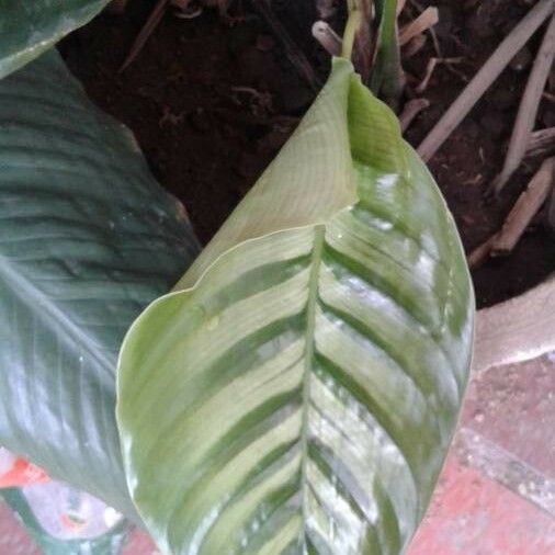Calathea Anulque Plant Care & How to Grow, Water
