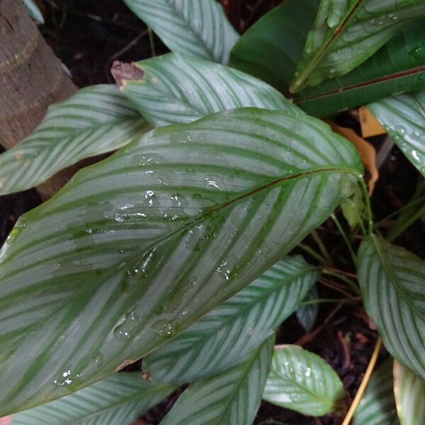 Calathea Argyrophylla Care Guide: Water, Soil & Propagation - Plantiary