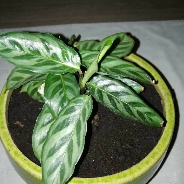 Calathea Bachemiana Plant Care & How to Grow, Water