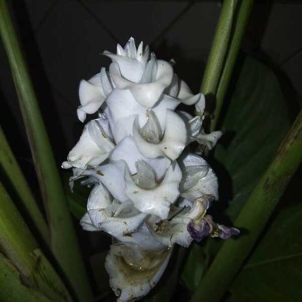 Calathea Burle-marxii Plant Care & How to Grow, Water