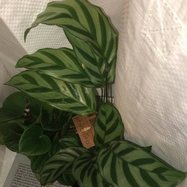 Calathea Concinna Plant Care & How to Grow, Water