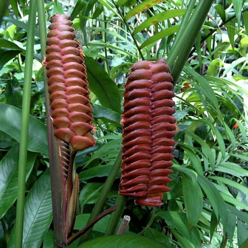 Rattlesnake (Calathea Crotalifera) Care Guide: Water, Soil ...