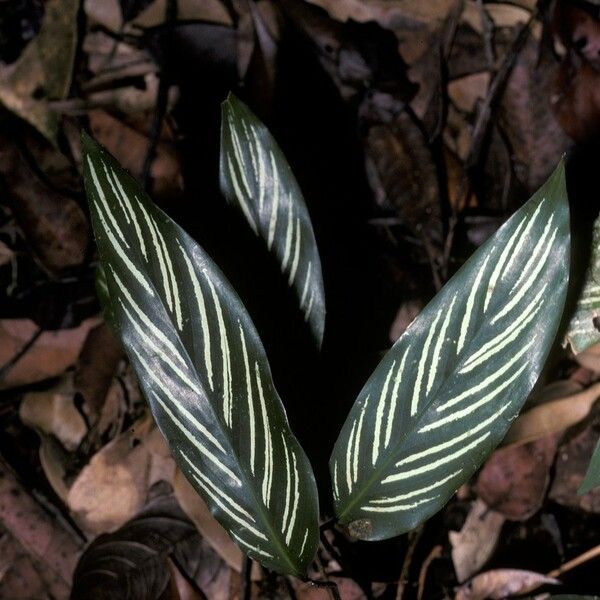 Calathea Elliptica Plant Care & How to Grow, Water