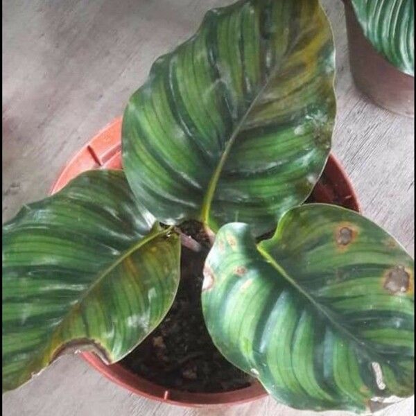 Calathea (Calathea Fasciata) Plant Care & How to Grow, Water