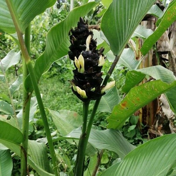 Calathea Latifolia Care Guide: Water, Soil & Propagation - Plantiary