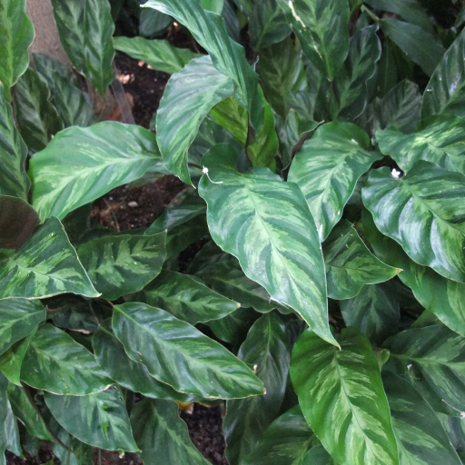 Calathea (Calathea Louisae) Plant Care & How to Grow, Water