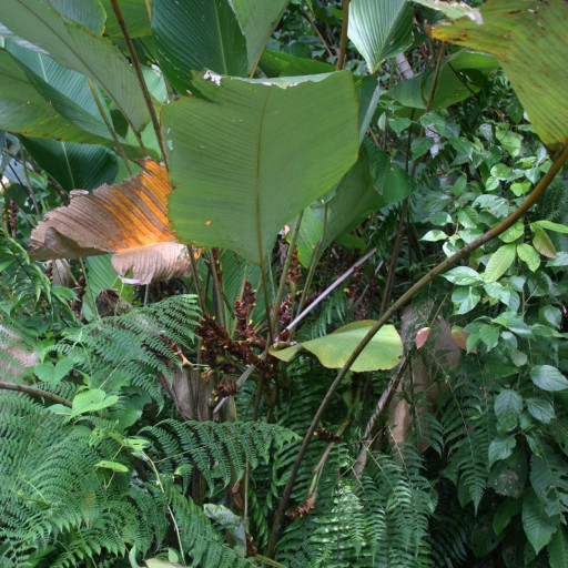 Pampano (Calathea Lutea) Plant Care & How to Grow, Water