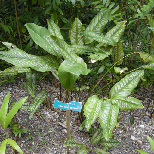 Calathea Ornata Plant Care & How to Grow, Water