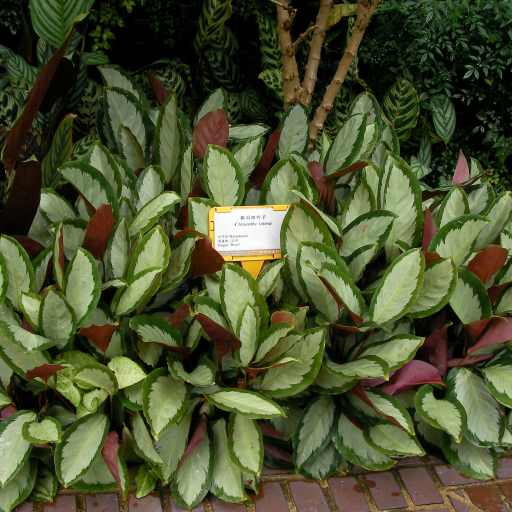Calathea Picturata Plant Care & How to Grow, Water