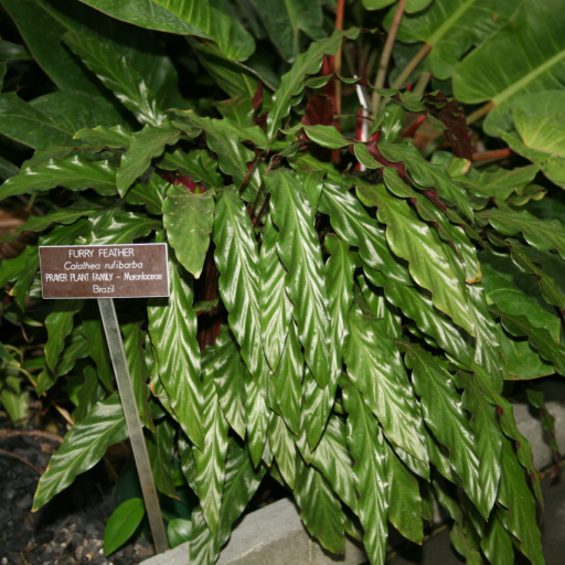 Velvet Calathea (Calathea Rufibarba) Plant Care & How to Grow, Water