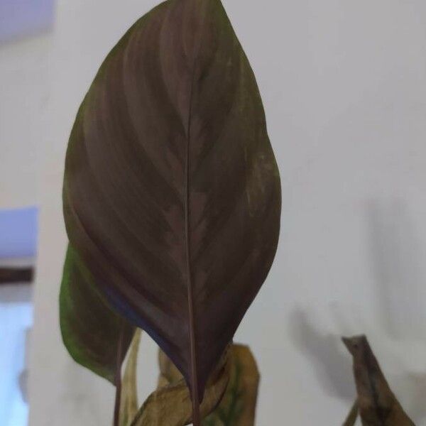Calathea Undulata Plant Care & How to Grow, Water