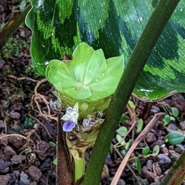 Rewarewa (Knightia Excelsa) Plant Care & How to Grow, Water