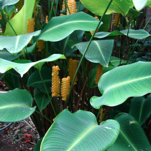 Dwarf Silver Prayer (Calathea) Care Guide: Water, Soil & Propagation ...