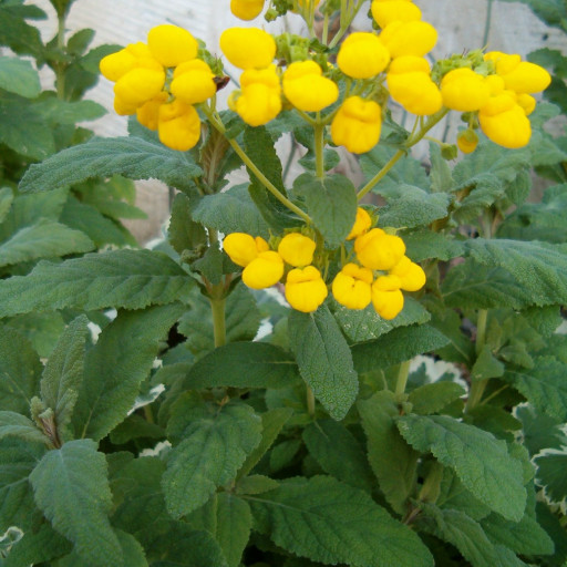 Bush Slipperwort (Calceolaria Integrifolia) Plant Care & How to Grow, Water