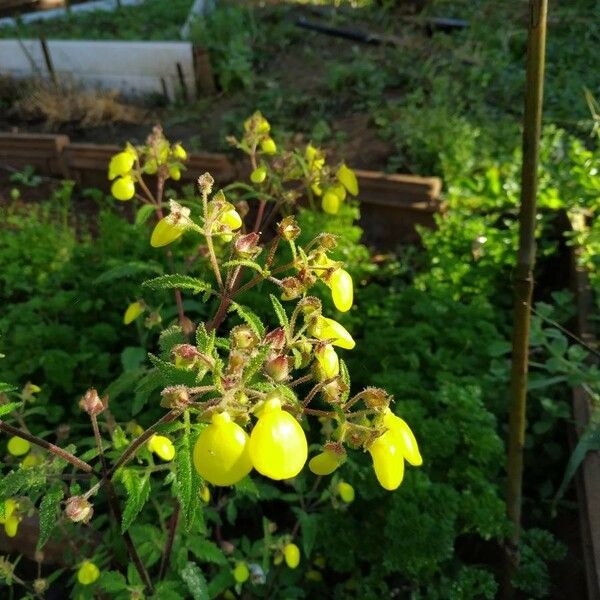 Splitleaf Slipperwort (Calceolaria Tripartita) Plant Care & How to Grow ...
