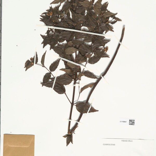 Calea Abelioides Plant Care & How to Grow, Water