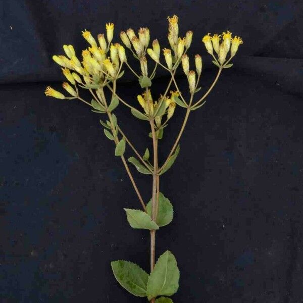 Calea Fruticosa Plant Care & How to Grow, Water