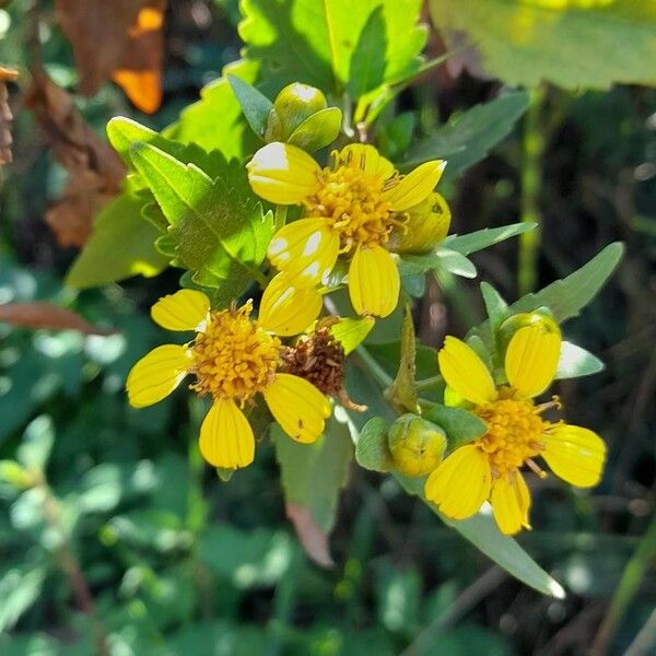 Calea Pinnatifida Plant Care & How to Grow, Water