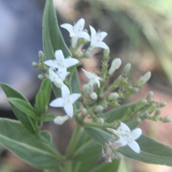 Calea Prunifolia Plant Care & How to Grow, Water