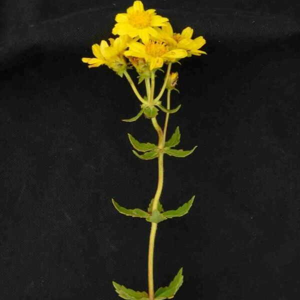 Calea Quadrifolia Plant Care & How to Grow, Water