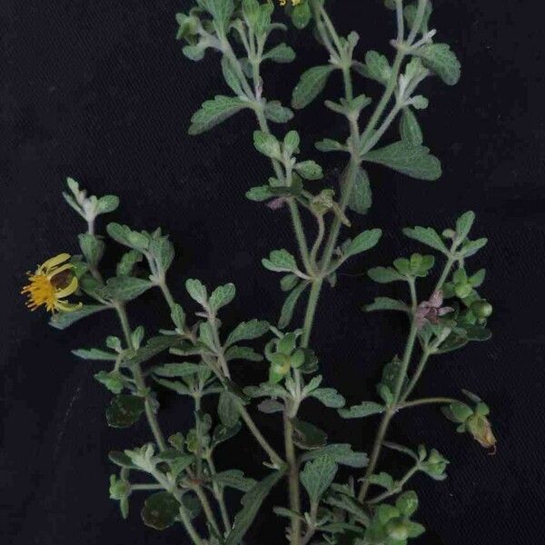 Calea Teucriifolia Care Guide: Water, Soil & Propagation - Plantiary