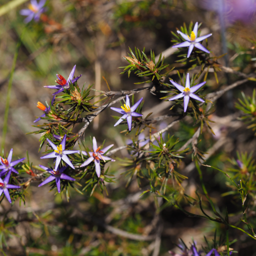 Blue Tinsel-Lily (Calectasia Cyanea) Plant Care & How to Grow, Water