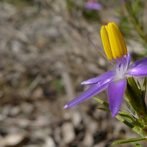 Blue Tinsel Lily (Calectasia Narragara) Plant Care & How to Grow, Water