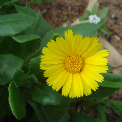 Sea Marigold (Calendula Suffruticosa) Plant Care & How to Grow, Water