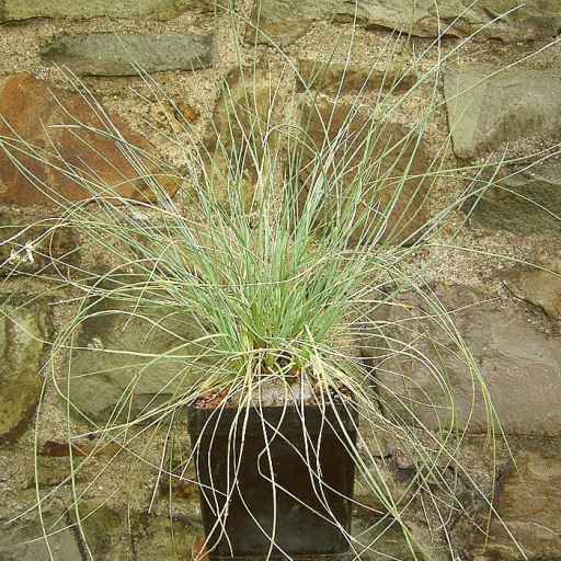 Calibanus Hookeri Plant Care & How to Grow, Water