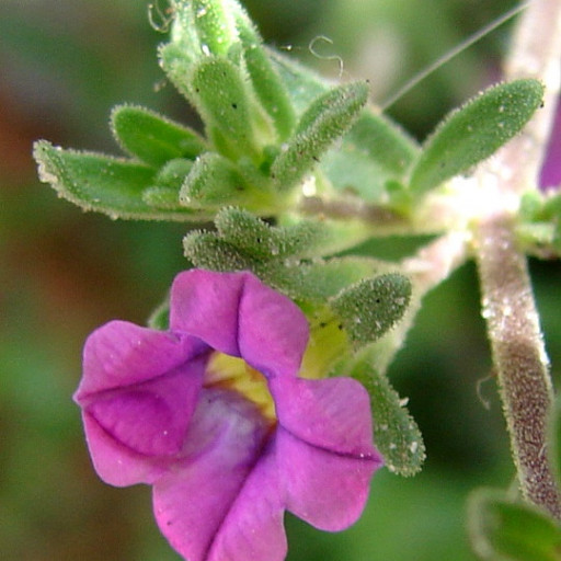 Seaside Petunia (Calibrachoa Parviflora) Plant Care & How to Grow, Water