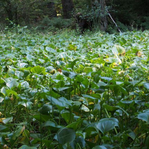 Water Arum (Calla Palustris) Plant Care & How to Grow, Water