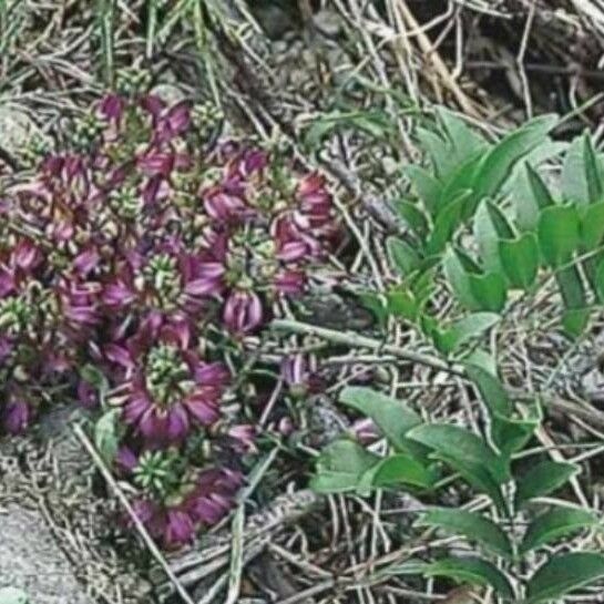 Evergreen Wisteria (Callerya Reticulata) Plant Care & How to Grow, Water