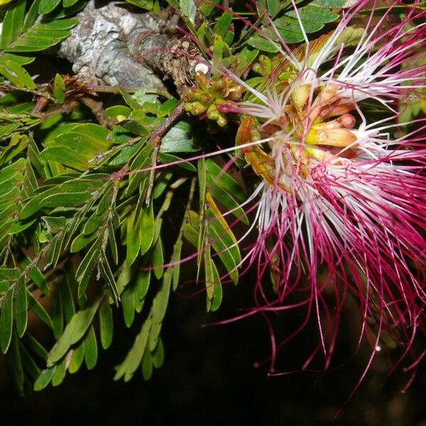 Calliandra Bijuga Plant Care & How to Grow, Water