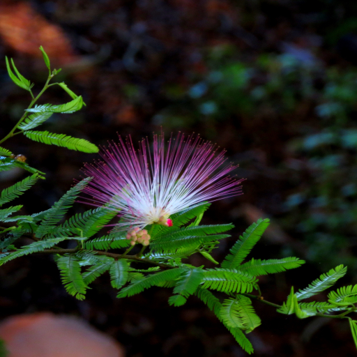 Calliandra Brevipes Plant Care & How to Grow, Water