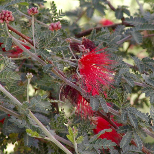 Tabardillo (Calliandra Californica) Plant Care & How to Grow, Water
