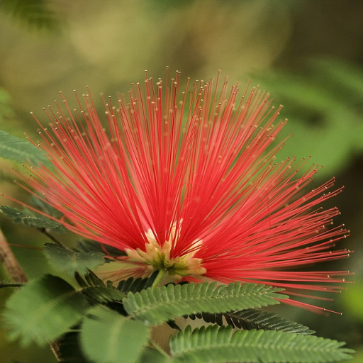 Calliandra Grandifolia Plant Care & How to Grow, Water