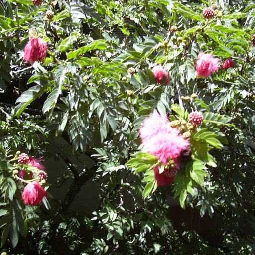 Red Powderpuff (Calliandra Haematocephala) Plant Care & How to Grow, Water