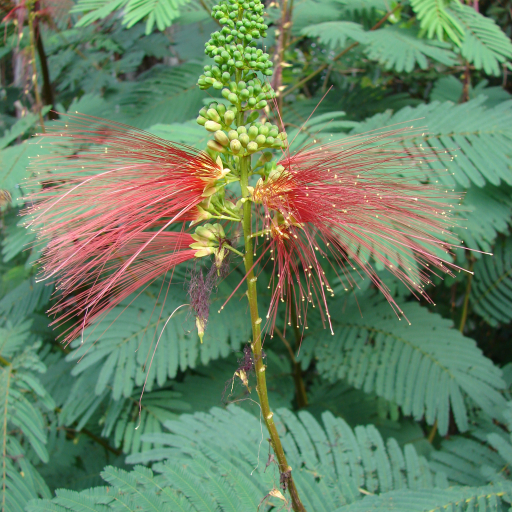 Tree Calliandra (Calliandra Houstoniana) Plant Care & How to Grow, Water