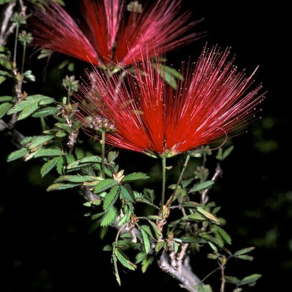 Calliandra Myriophylla Plant Care & How to Grow, Water