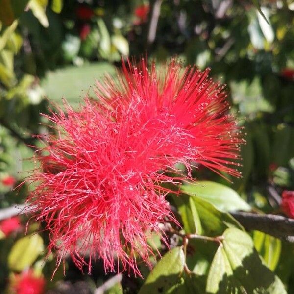 Carbonero De Avenidas (Calliandra Pittieri) Plant Care & How to Grow, Water