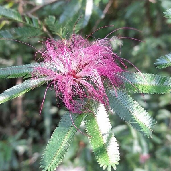 Calliandra Selloi Plant Care & How to Grow, Water