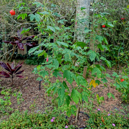 Redvein Abutilon (Callianthe Picta) Plant Care & How to Grow, Water