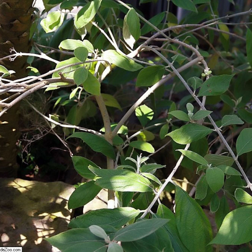 Beautyberry (Callicarpa Acuminata) Plant Care & How to Grow, Water