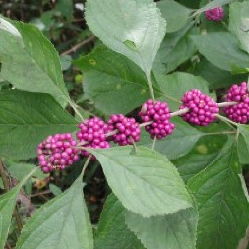 American Beautyberry (Callicarpa Americana) Plant Care & How to Grow, Water