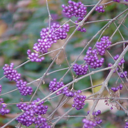 Beauty Berry (Callicarpa Bodinieri) Plant Care & How to Grow, Water