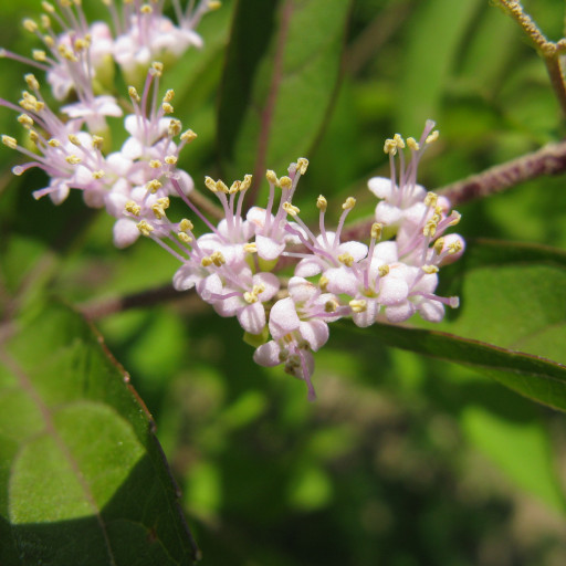 Purple Beauty-Berry (Callicarpa Dichotoma) Plant Care & How to Grow, Water