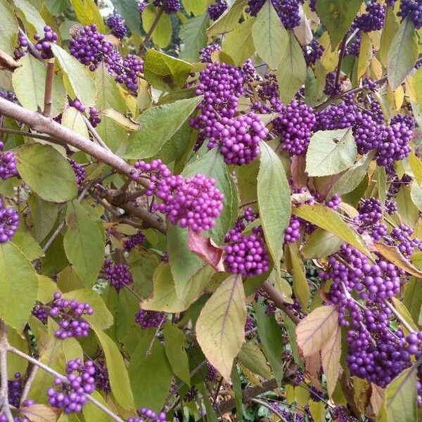 Callicarpa Giraldii Plant Care & How to Grow, Water