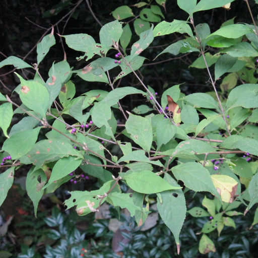 Japanese Beauty-Berry (Callicarpa Japonica) Plant Care & How to Grow, Water