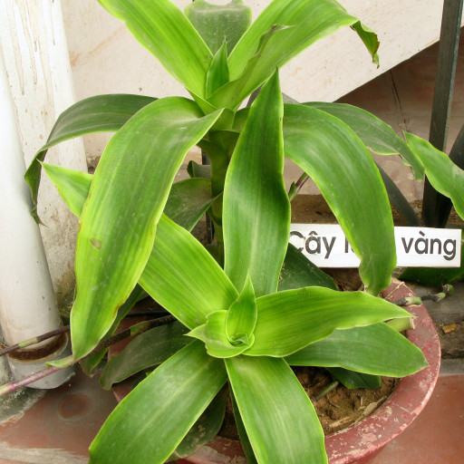 Basket (Callisia Fragrans) Plant Care & How to Grow, Water