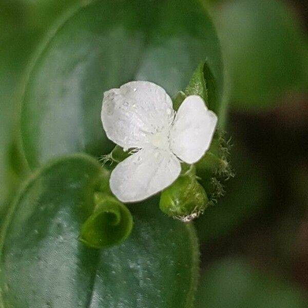 Callisia Gracilis Care Guide: Water, Soil & Propagation - Plantiary